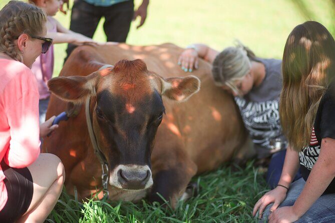 Cow Cuddles Moo Moo Bovine Therapy - Key Points