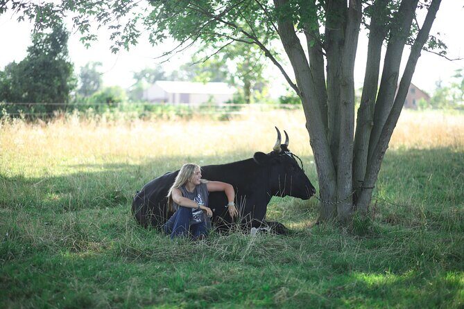 Cow Cuddles Moo Moo Bovine Therapy - The Itinerary: A Thoughtful, Engaging Visit