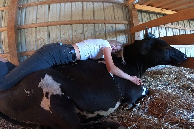 Cow Cuddles Moo Moo Bovine Therapy - Authentic Reviews and Traveler Perspectives