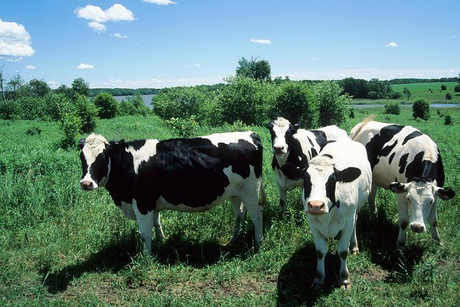 Cow Heaven: A Self-Guided Driving Tour from Point Reyes Seashore to Tomales - An Introduction to the Route and Its Rationale