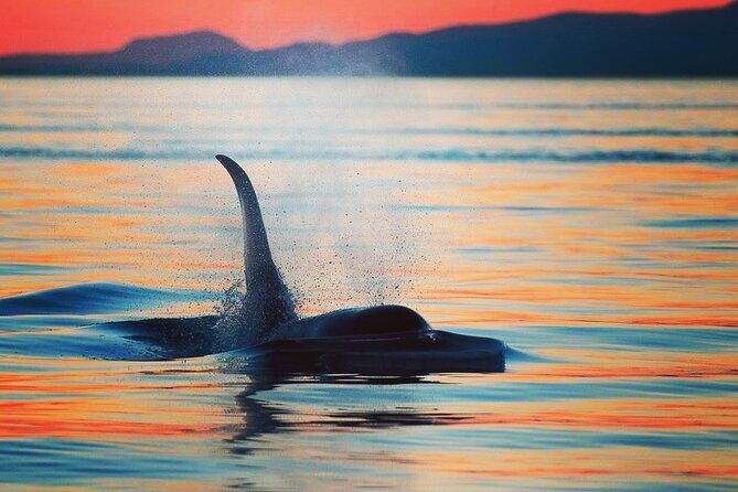 Cowichan Bay Half Day Whale & Wildlife Adventure - An Authentic Look at the Cowichan Bay Wildlife Tour