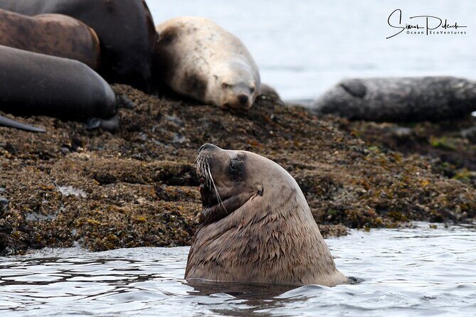 Cowichan Bay Half Day Whale & Wildlife Adventure - Frequently Asked Questions
