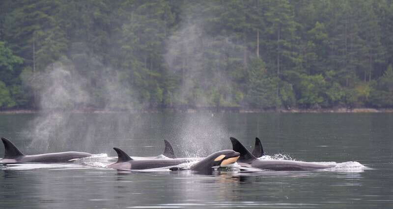 Cowichan Bay: Half-Day Whale & Wildlife Adventure - Key Points