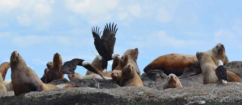 Cowichan Bay: Half-Day Whale & Wildlife Adventure - An In-Depth Look at the Experience