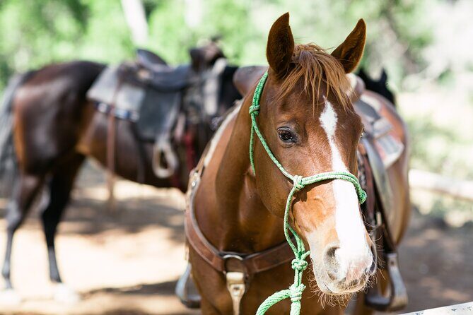 Cowpoke Ride: Adventurous horseback tour just 9 MILES from Sedona - FAQ