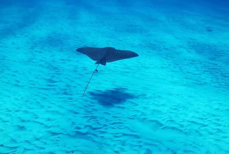 Cozumel: 2-Tank Dive, Eagle Ray Wall for Certified Divers - Key Points