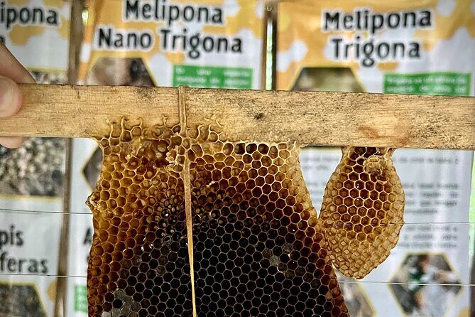 Cozumel: Bee Farm + Honey & Chocolate Tasting + Sightseeing - What Do the Reviews Tell Us?