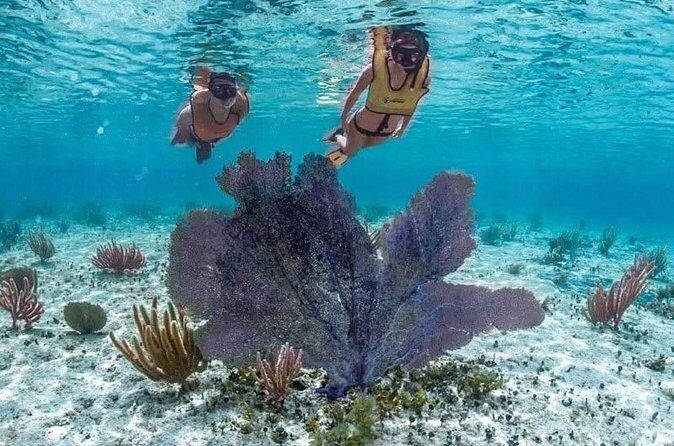 Cozumel Buggy Scape : Reef Snorkeling & Beach Club Fun - Final Thoughts