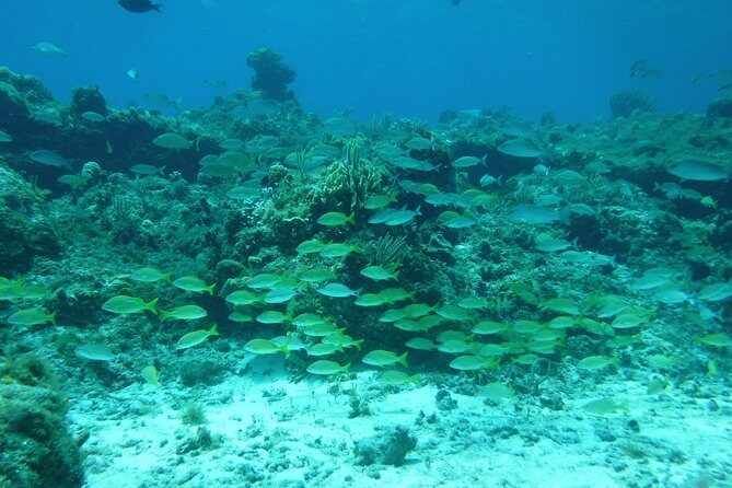 Cozumel Catamaran Snorkeling Tour & Lunch (Hotel Pick Up) - A Closer Look at the Experience