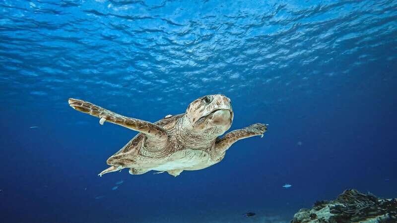 Cozumel: Discover Scuba Diving for Non-Certified Divers - An Honest Look at the Experience
