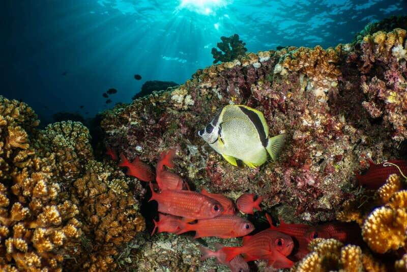 Cozumel Discover Scuba Diving from boat - Key Points