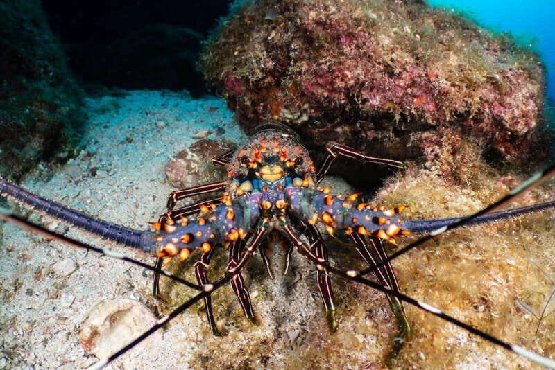 Cozumel Discover Scuba Diving from boat - An Authentic Look at the Experience