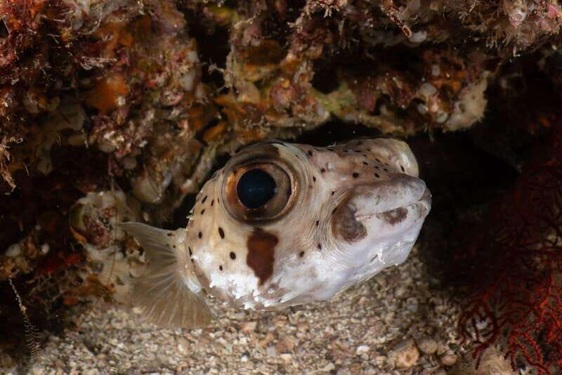 Cozumel Discover Scuba Diving from boat - Final Thoughts: Is This Tour Right for You?