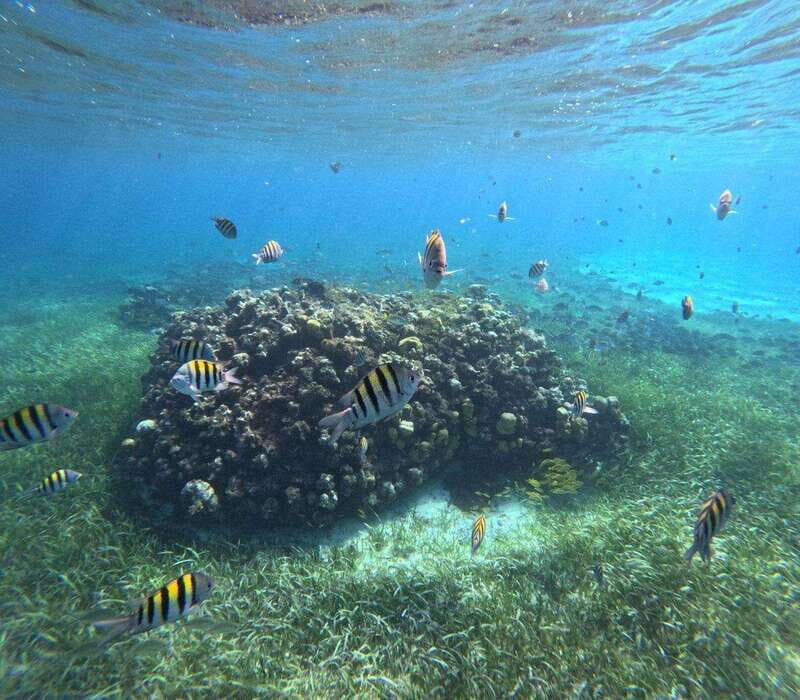 Cozumel, El Cielo: 4-Hour Private Tour - Practicalities & Tips