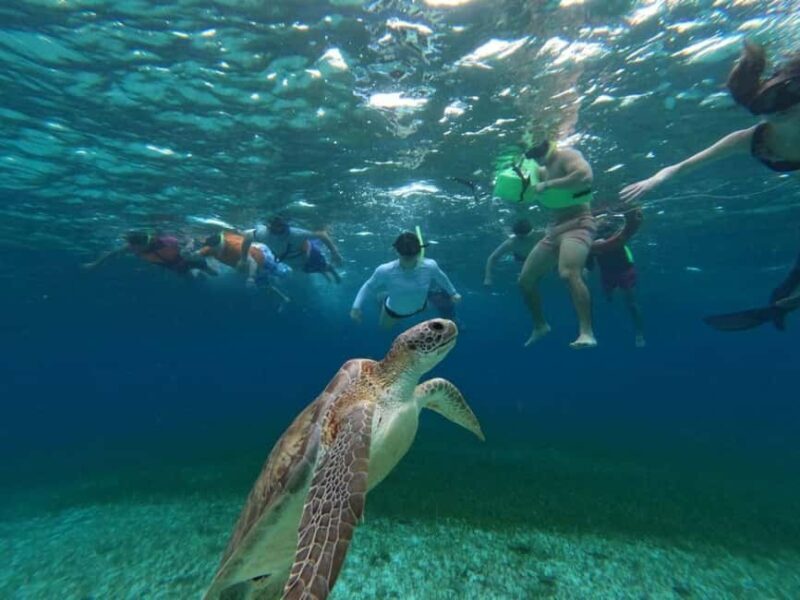 Cozumel, El Cielo: 4-Hour Shared Snorkeling Tour - Key Points