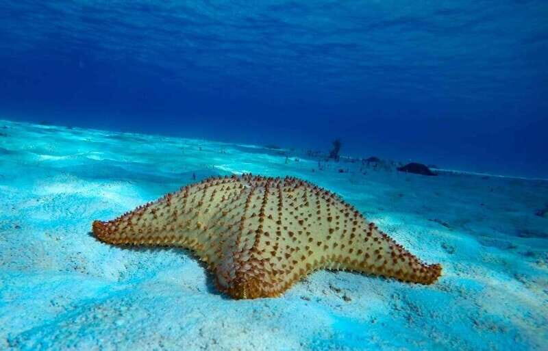 Cozumel: El Cielo & Palancar Snorkel with Open Bar & Ceviche - Frequently Asked Questions