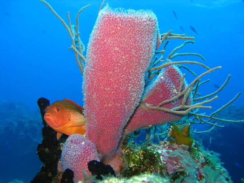 Cozumel: El Cielo & Palancar Snorkel with Open Bar & Ceviche - Final Thoughts