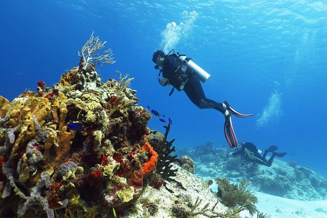 Cozumel Express 2-Tank Dives from Playa del Carmen/ Only for Certified Divers - Key Points