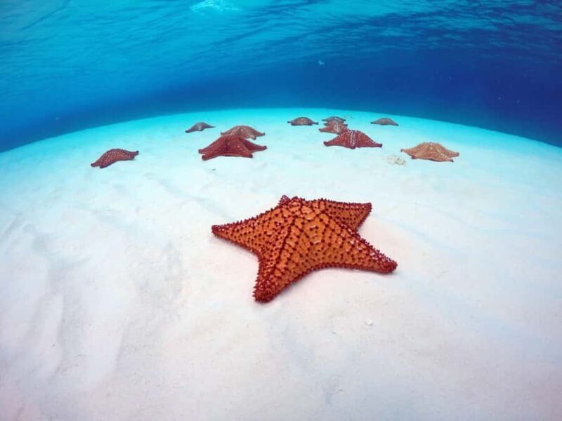 Cozumel: Hop on a glass-bottom boat and dive into a snorkeling adventure - The Value of Small-Group Sailing and Snorkeling