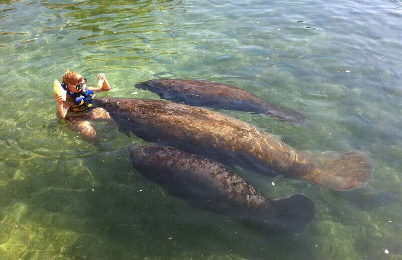 Cozumel: Manatee Encounter, Chankanaab Admission and Buffet - The Experience in Practice: Pros and Cons