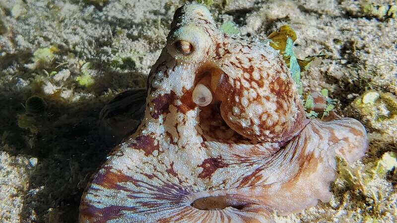 Cozumel: Night Snorkel Adventure - The Experience in Detail