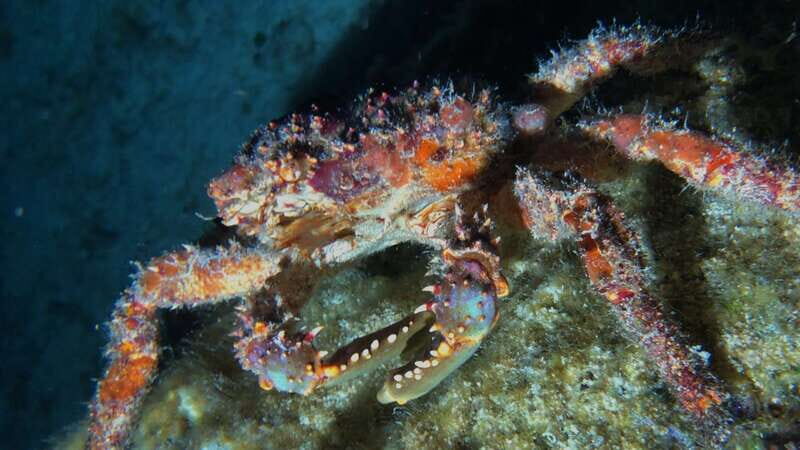 Cozumel: Night Snorkel Adventure - What Travelers Say