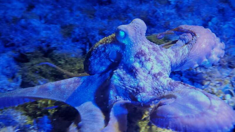 Cozumel: Night Snorkel Adventure - Why Choose This Tour?