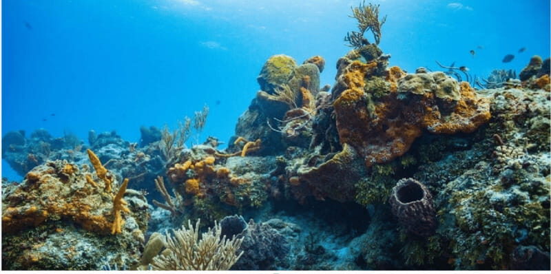 Cozumel: Ocean Dive - Introduction