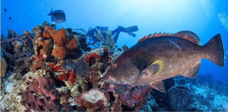 Cozumel: Ocean Dive - Key Points