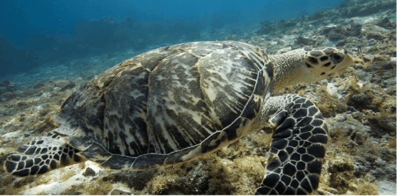 Cozumel: Ocean Dive - The Sum Up