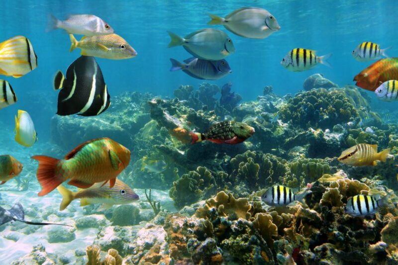 Cozumel: One Tank Scuba Dive and Full Chankanaab Park Access - What the Price Includes (and What It Doesn’t)