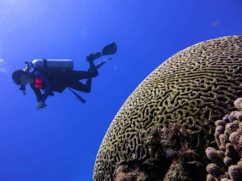 Cozumel: One Tank Scuba Dive and Full Chankanaab Park Access - What Travelers Say: Authentic Insights from Reviews