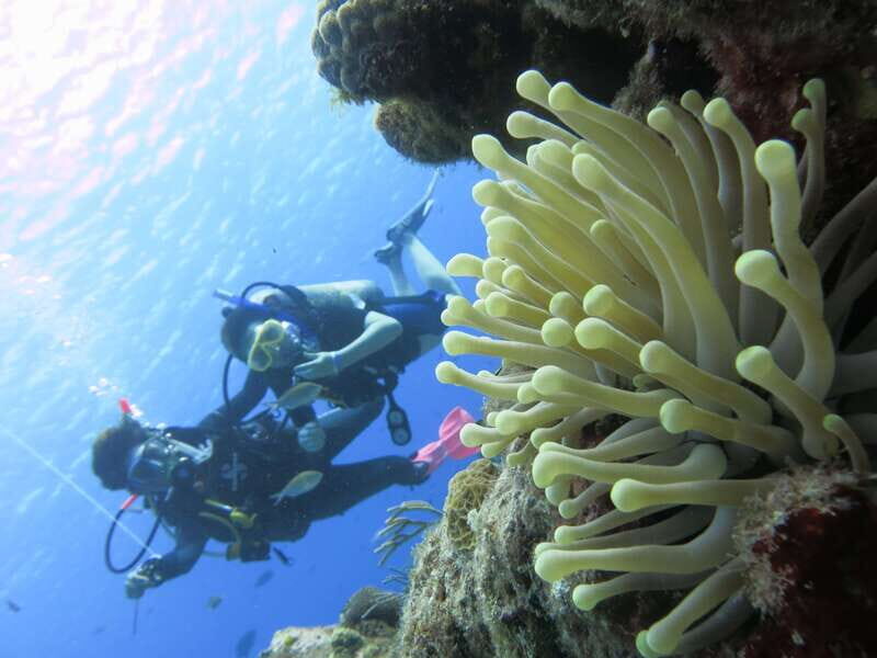 Cozumel: One Tank Scuba Dive and Full Chankanaab Park Access - The Sum Up: Who Should Consider This Tour?