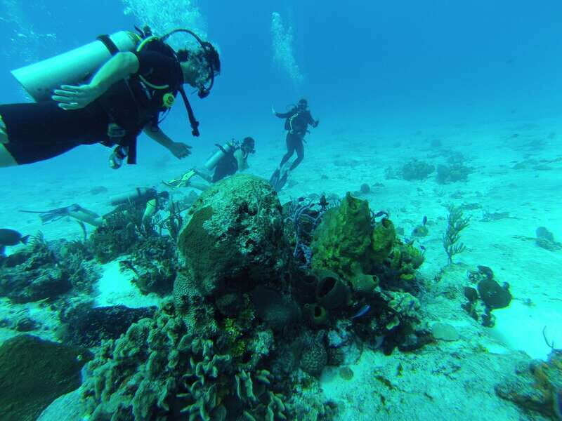 Cozumel: One Tank Scuba Dive and Full Chankanaab Park Access - FAQ