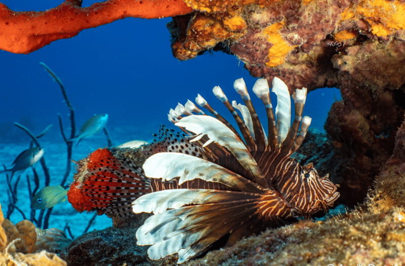 Cozumel: Open Water PADI Diver Course - An Overview of What’s Included and What You Can Expect