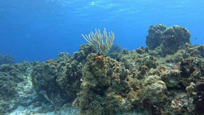 Cozumel, Passion Island: 4-Hour Private Tour - Who Should Consider This Tour?
