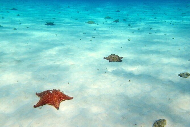 Cozumel Private 4-hour Boat Tour to El Cielo with Snorkeling - Who Is This Tour Best Suited For?