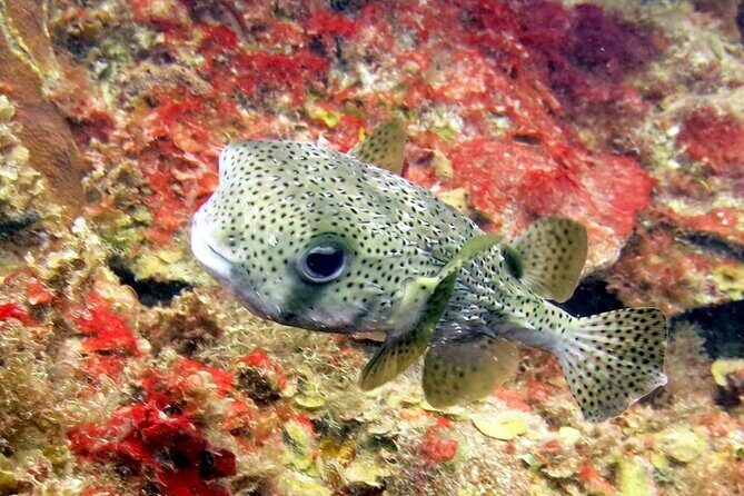 Cozumel Private 4-Hour Boat Tour to Passion Island - Authentic Experiences and Traveler Feedback