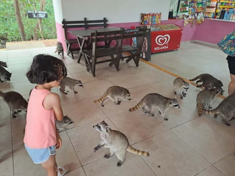 Cozumel: Private Car, Driver & Certified Tour Guide - Why This Tour Works Well
