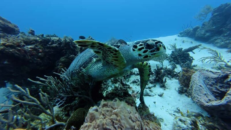 Cozumel: Private Snorkel or Scuba Tour (1 tank) + El Cielo + Guacamole and more - FAQs
