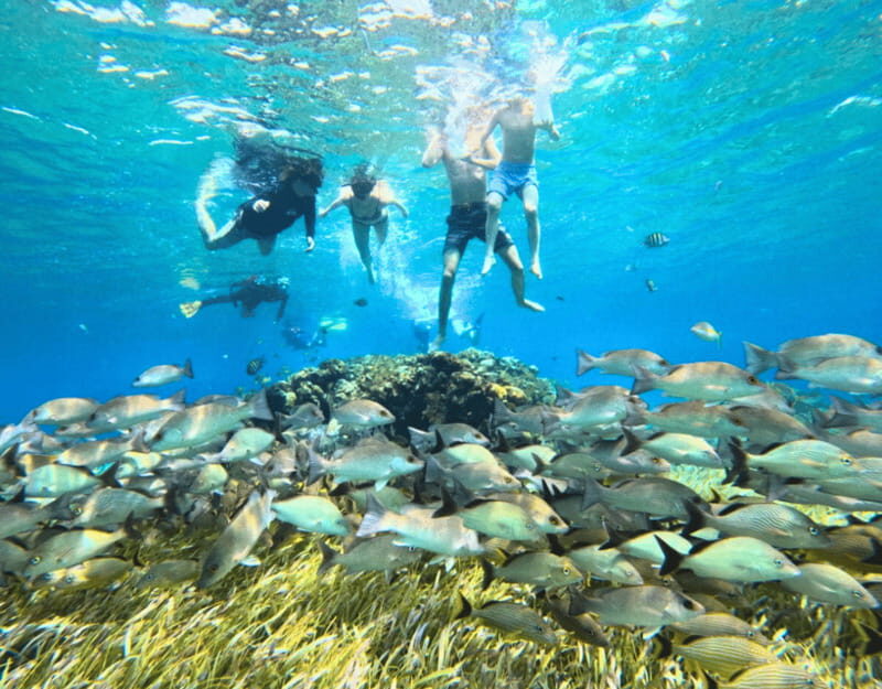 Cozumel: Private Snorkel Tour El Cielo + 3 Reefs Food Drinks - Practical Details and Considerations