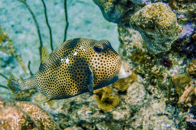 Cozumel Reef Snorkeling Tour - Practical Considerations