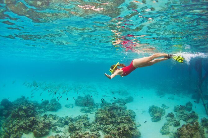 Cozumel Reef Snorkeling Tour - Authentic Experiences and What Travelers Say