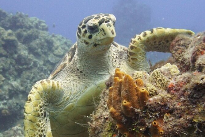 Cozumel Reef Suba Diving Adventure for Certified Divers - Who Will Love This Tour?