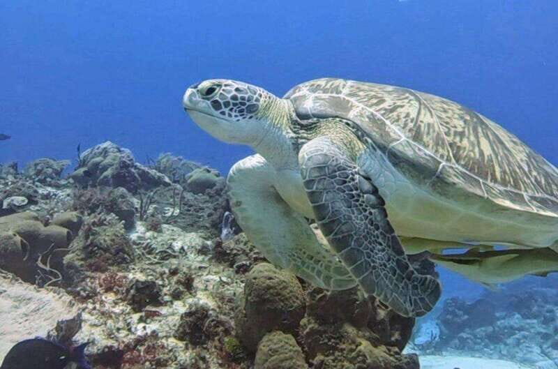 Cozumel Scuba Diving: 2 Tanks in the National Park for certified divers - Key Points