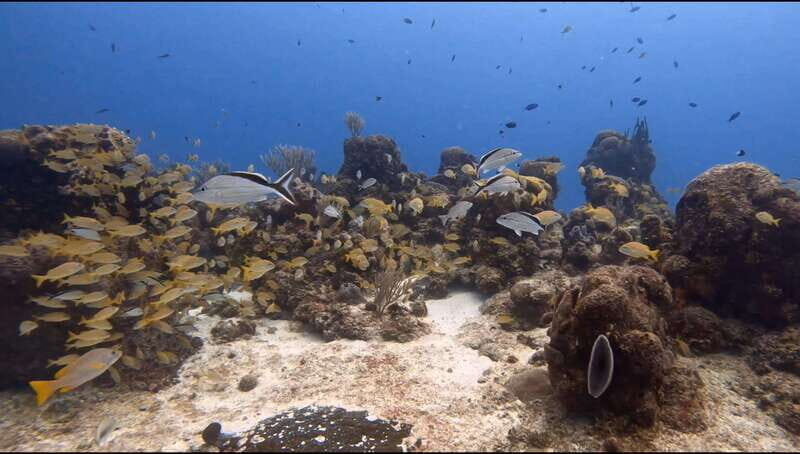Cozumel Scuba Diving: 2 Tanks in the National Park for certified divers - The Value of This Experience