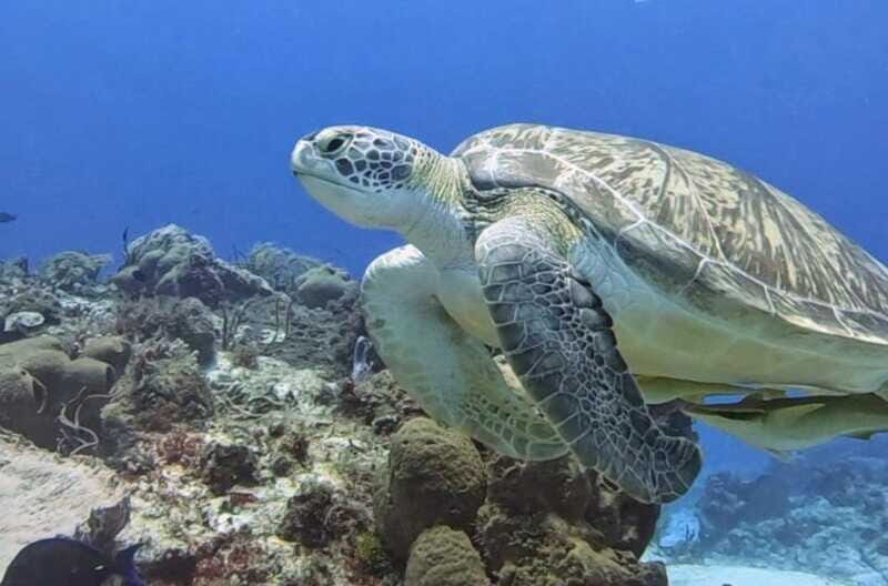 Cozumel Scuba Diving: 2 Tanks in the National Park for certified divers - Who Should Consider This Tour
