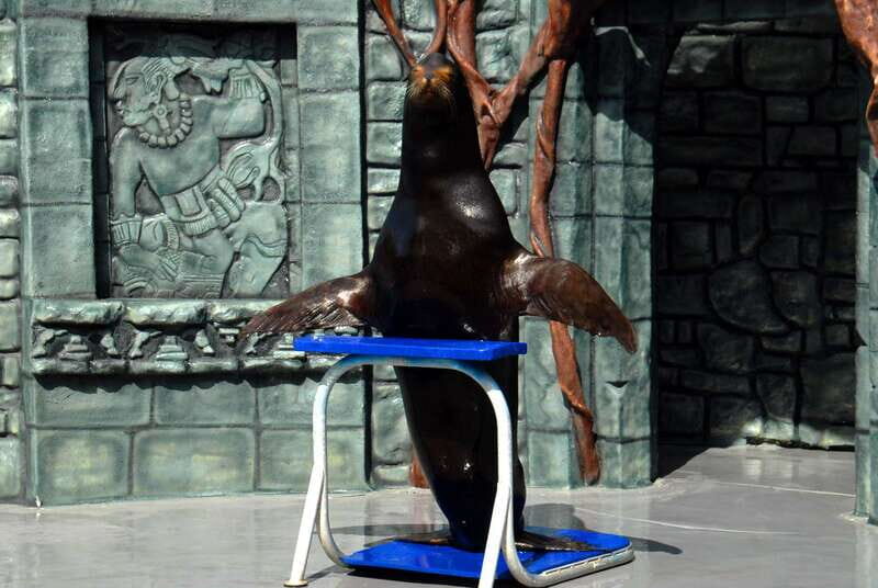 Cozumel: Sea Lion Program at Chankanaab Beach Adventure Park - What This Tour Really Offers