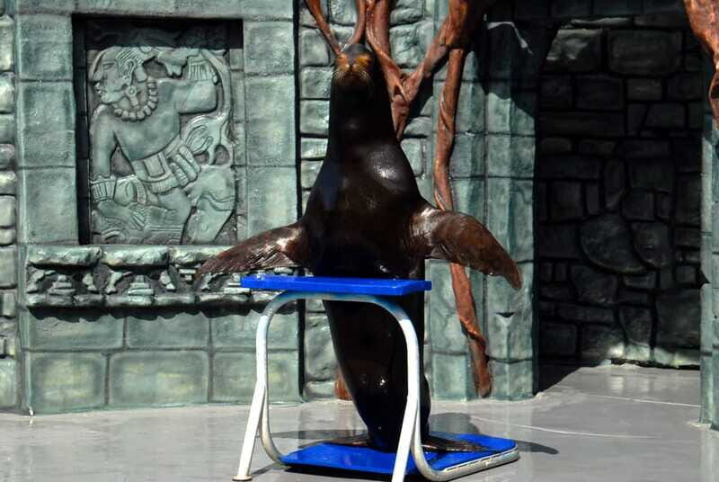 Cozumel: Sea Lion Program at Chankanaab Beach Adventure Park - Practical Tips for Visitors
