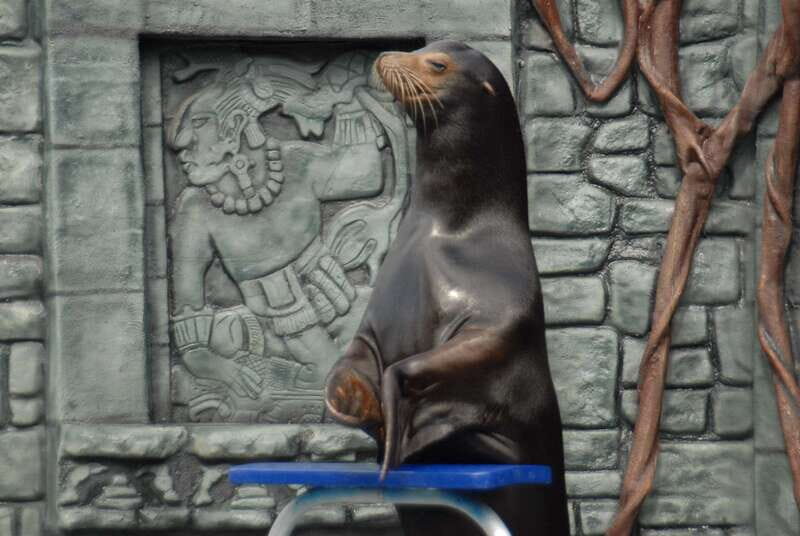 Cozumel: Sea Lion Program at Chankanaab Beach Adventure Park - Authentic Experiences and Reviews